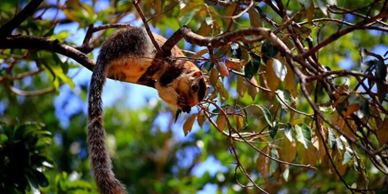 Anuradhapura: Wilpattu National Park Day Trip with entrance - Post-Safari: Relaxing Over a Local Meal