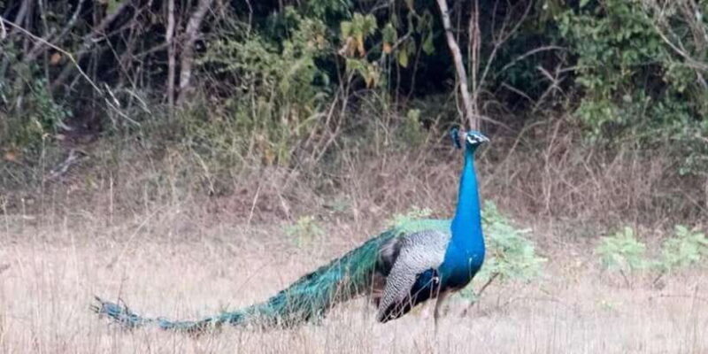 Anuradhapura: Wilpattu National Park Day Trip with entrance - Is This Tour Worth It?