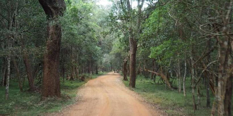 Anuradhapura: Wilpattu National Park Day Trip with entrance - Practical Tips for Enjoying Your Safari