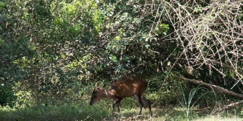 Anuradhapura: Wilpattu National Park Day Trip with entrance - Final Thoughts