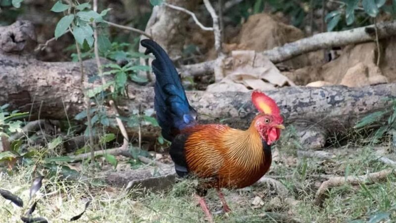 Anuradhapura: Wilpattu National Park Day Trip with entrance - FAQ