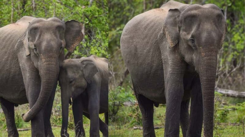 Anuradhapura: Wilpattu Safari, Kalu Diya Pokuna & Mihintale - Why It’s a Good Choice