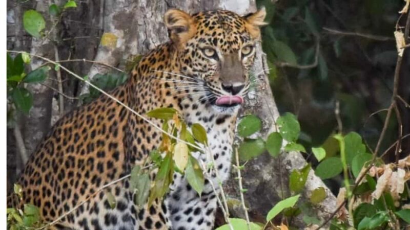 Anuradhapura: Wilpattu Safari, Kalu Diya Pokuna & Mihintale - FAQ