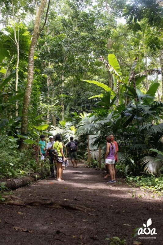 AOA Polynesian Forests - Educational Forest and Scavenger Hunt, Tahiti, West Coast - An In-Depth Look at What You Can Expect