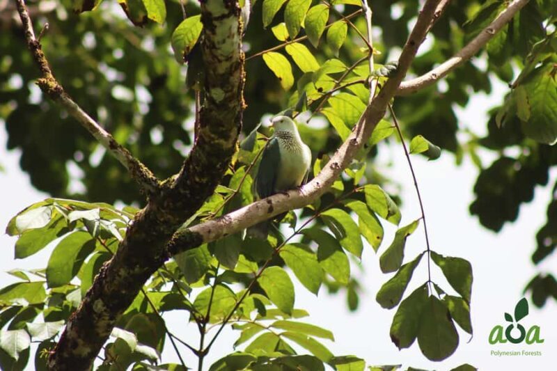 AOA Polynesian Forests - Tahiti Biodiversity Sanctuary Hike - Breaking Down the Experience: What to Expect