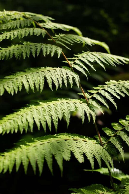 AOA Polynesian Forests - Tahiti Nature Immersion Day - The Value of This Tour