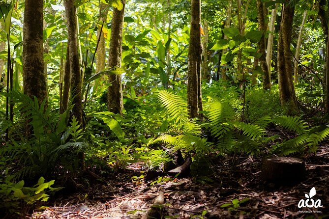 AOA Polynesian Forests - Tahiti Nature Immersion Day - Practical Details That Matter