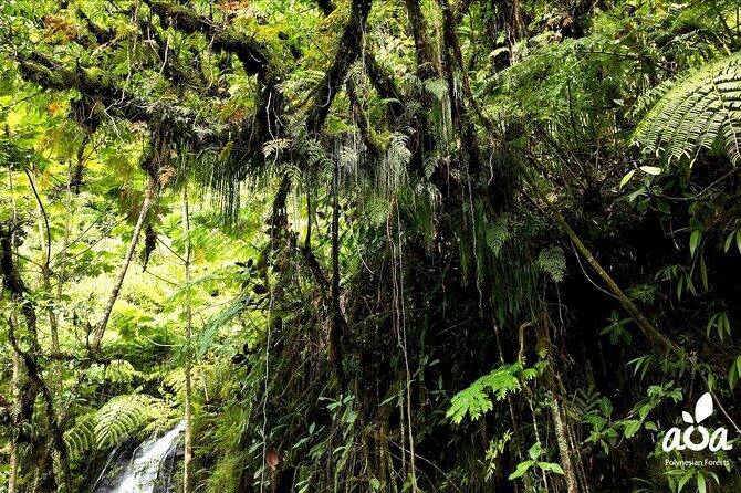 AOA Polynesian Forests - Tahiti Nature Immersion Day - FAQ