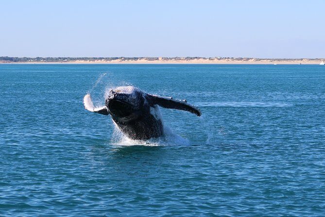 AOC Whale Watching from Broome - Who Should Consider This Tour?