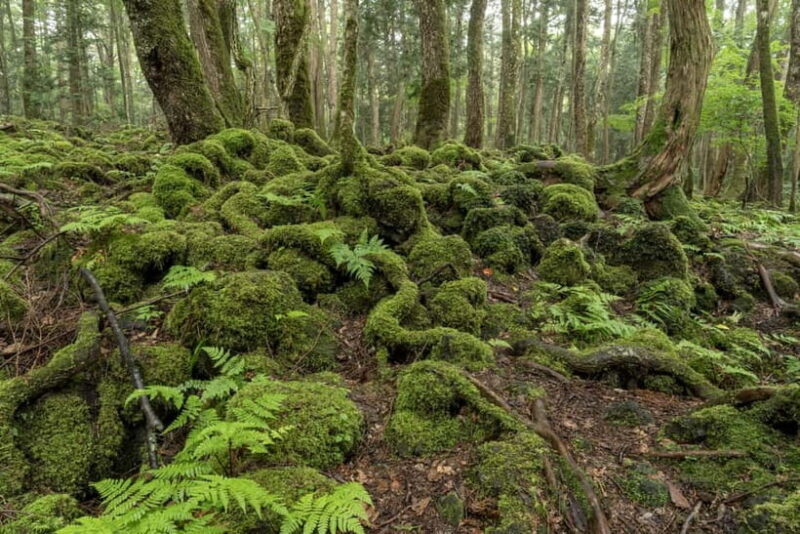Aokigahara Forest: Private Guided Tour with Mt.Fuji view - What Makes This Tour Special?