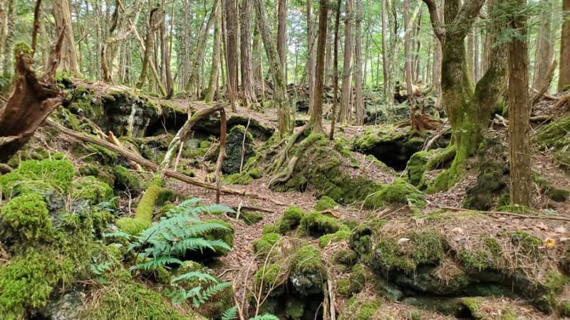 Aokigahara Guided Trekking - Japan's Most Famous Forest - The Sum Up