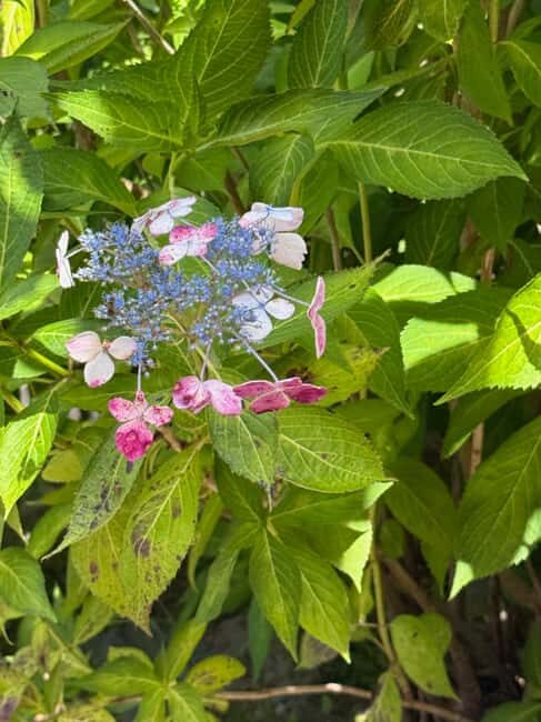 Aomori: Takayama Inari Shrine and Jomon Museum Tour - Key Points