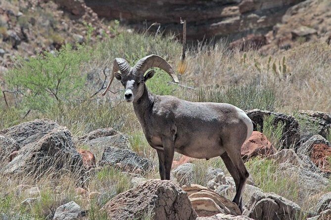 Apache Trail with Dolly Steamboat - Convenience and Comfort Come First: Pickup and Small Group