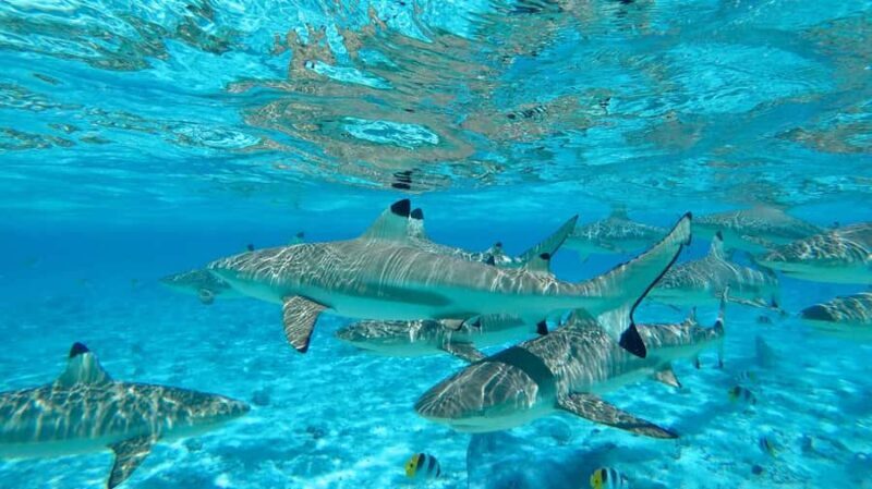 Apetahi day trip around Raiatea on a modern outrigger canoe - Key Points