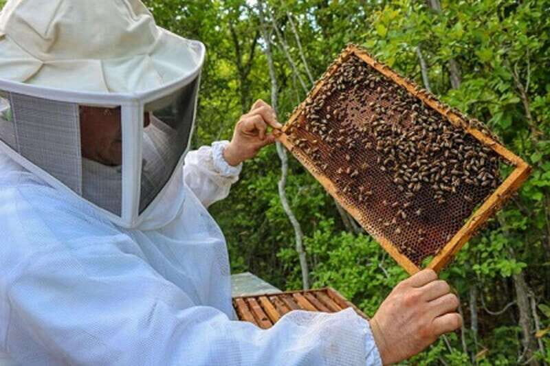 Apiary Tour (Bee tour) also Archeological site and salt Pond - Final Thoughts