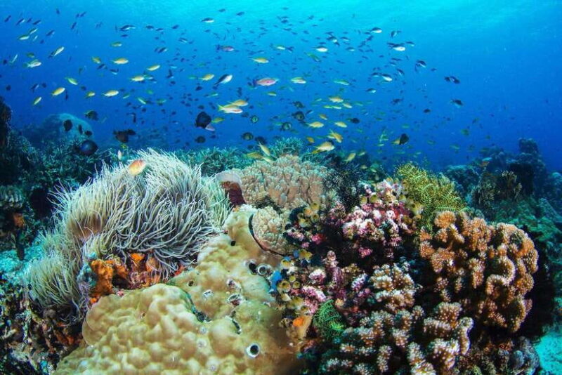 Apo Island Wonders: Snorkel with Sea Turtles in Dumaguete - An In-Depth Look at the Apo Island Snorkeling Experience