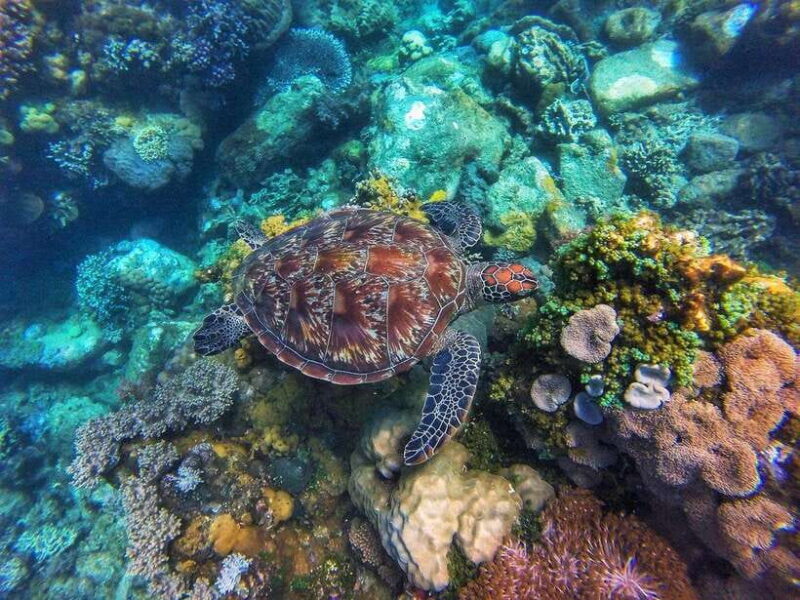 Apo Island Wonders: Snorkel with Sea Turtles in Dumaguete - Authentic Experiences and Practical Tips