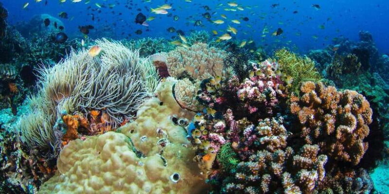 Apo Island Wonders: Snorkel with Sea Turtles in Dumaguete - Final Thoughts