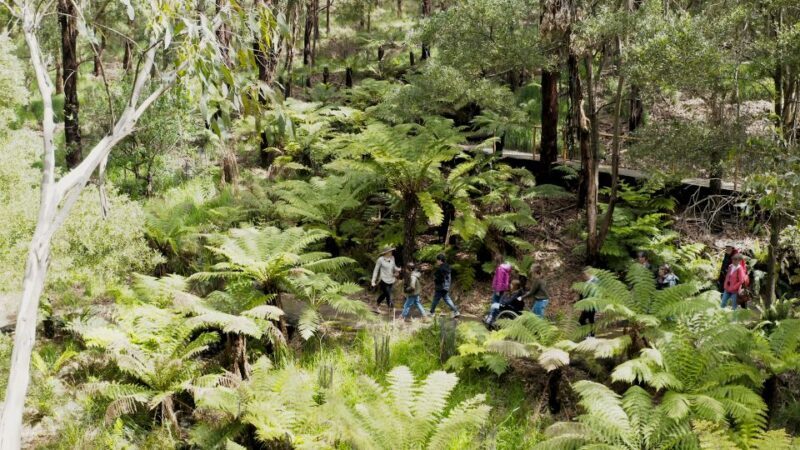 Apollo Bay: Dusk Discovery Great Ocean Road Wildlife Tour - Key Points