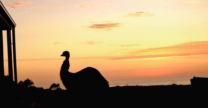 Apollo Bay: Dusk Discovery Great Ocean Road Wildlife Tour - Introduction