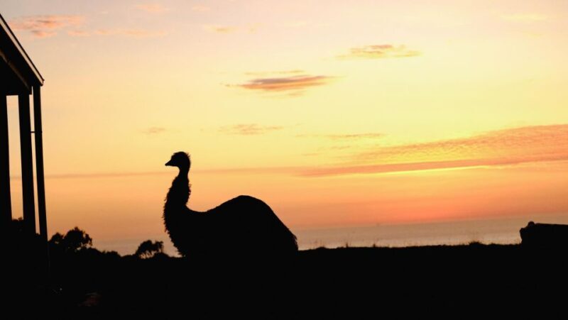 Apollo Bay: Dusk Discovery Great Ocean Road Wildlife Tour - The Value of the Tour