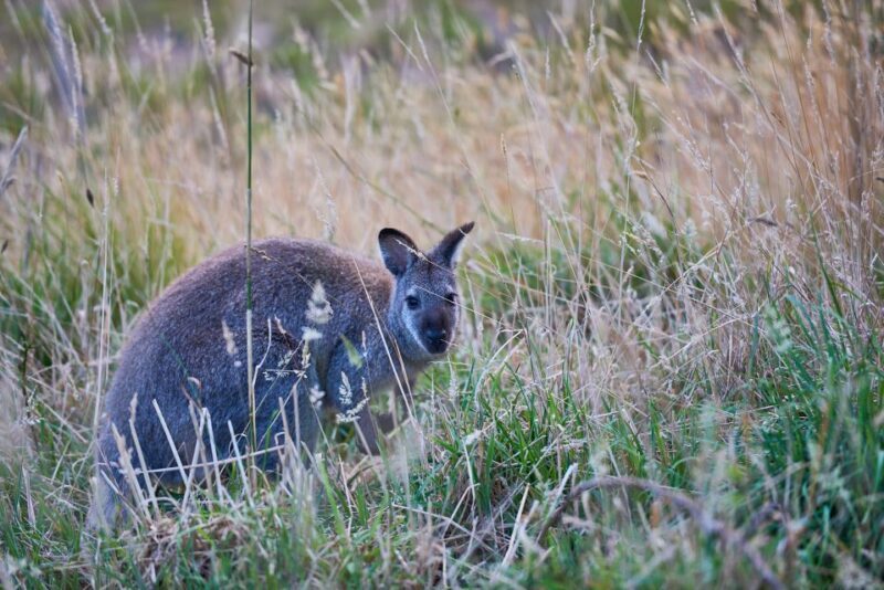 Apollo Bay: Dusk Discovery Great Ocean Road Wildlife Tour - FAQs