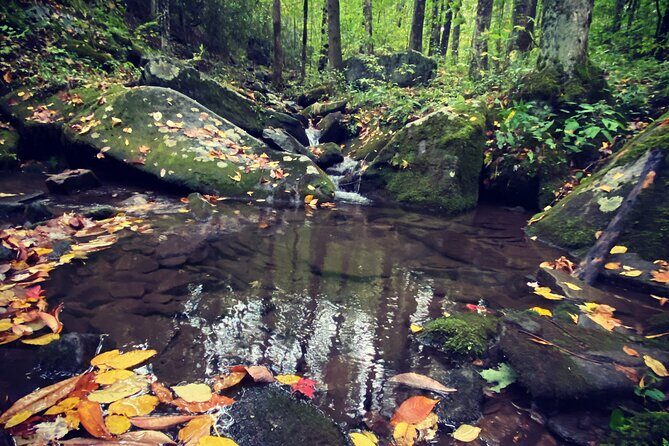 Appalachian Waterfalls Hike - The Experience from the Traveler Reviews