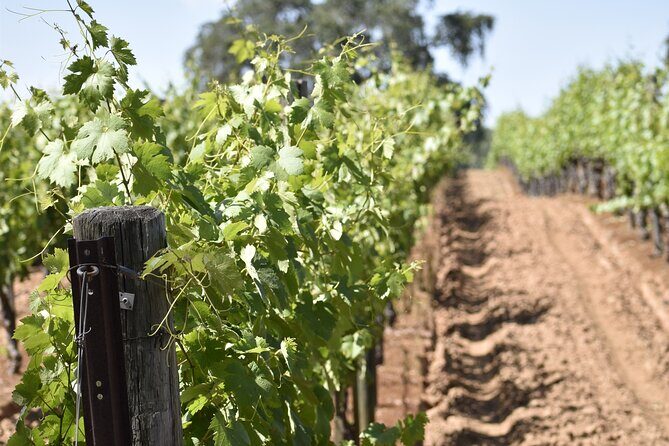 Apple Hill Wine Tasting Tours And Placerville wine tasting tours - An Honest Look at the Experience