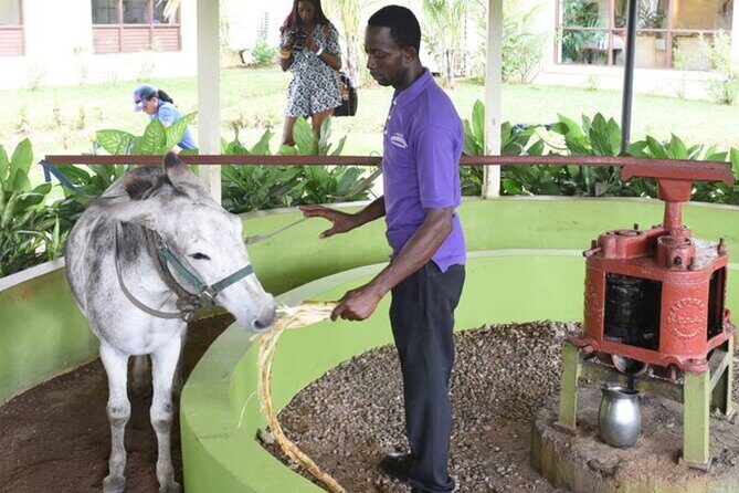 Appleton Estate Rum Factory And YS Falls Inclusive Tours From Montego Bay - Key Points