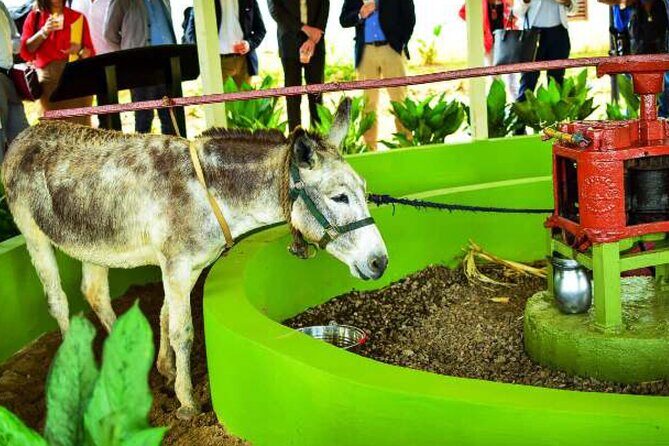 Appleton Estate Rum Factory And YS Falls Inclusive Tours From Montego Bay - Practical Details and Considerations