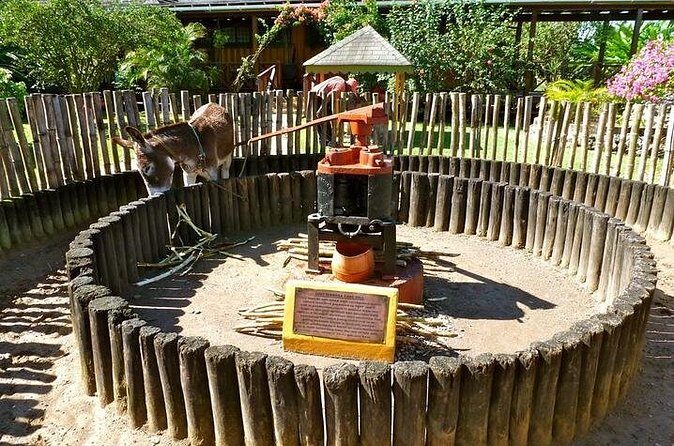 Appleton Estate Rum Tour and Tasting from Falmouth - Why This Tour Is Worth It