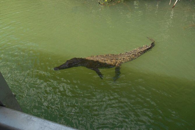 Appleton Estate, Ys Falls and Black River Safari Private Tour - The Itinerary in Detail