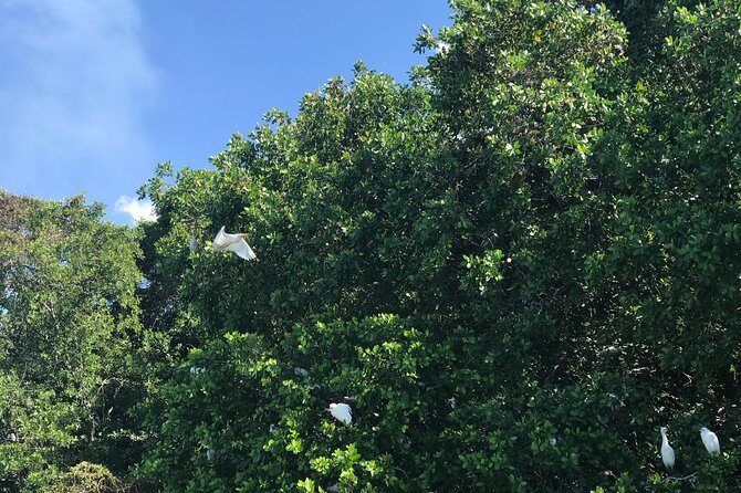 Appleton Rum Factory, Ys Falls, Black River Safari, Floyds Pelican Bar - Frequently Asked Questions