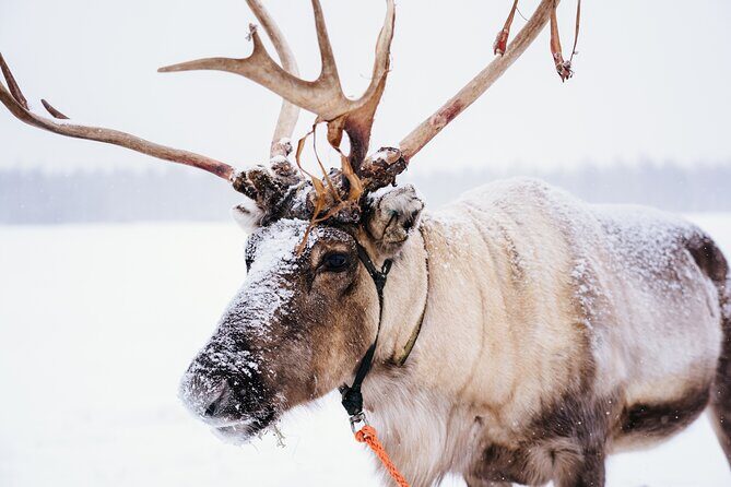 Apukka Reindeer Journey - Key Points