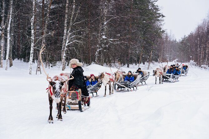 Apukka Reindeer Journey - A Walkthrough of the Reindeer Journey in Rovaniemi