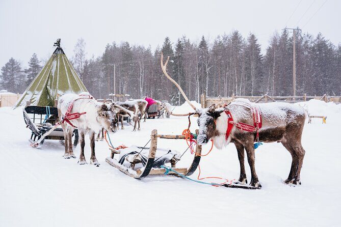 Apukka Reindeer Journey - Final Thoughts