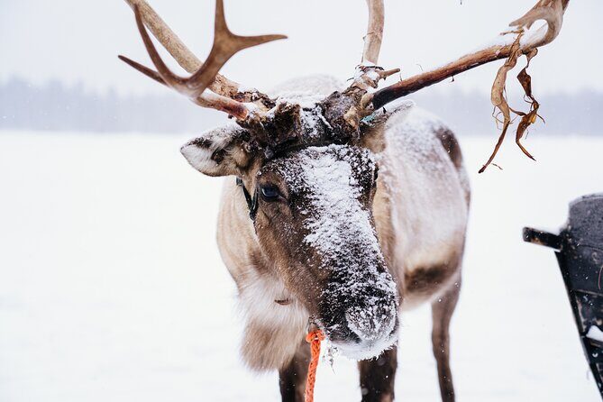Apukka Reindeer Journey - Final Verdict