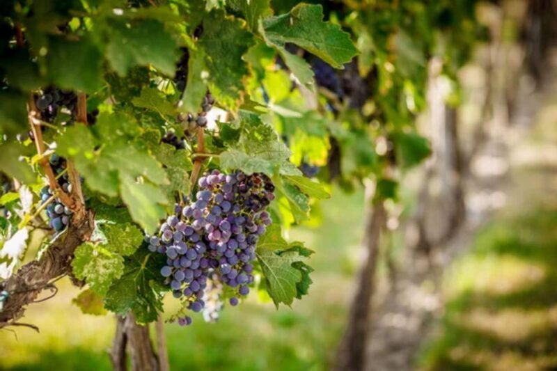 Apulia: Guided Vineyard Tour with Wine Tasting - Practical Aspects and Value