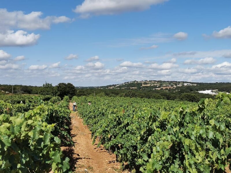 Apulia: Guided Wine Tasting with Local Appetizers - Key Points