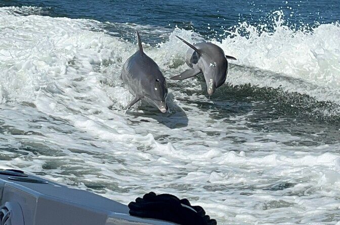 Aqua Sol Adventures-4.5 hour Private Snorkeling,Dolphin,shelling - An Honest Look at the Experience