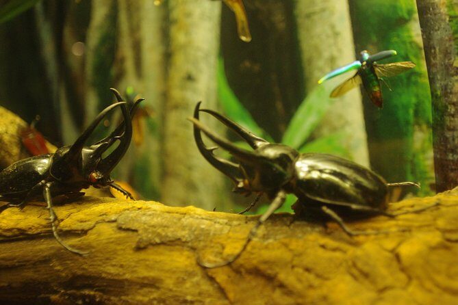 Aquaria KLCC Ticket - The Practicalities: Pricing, Timing, and Other Details