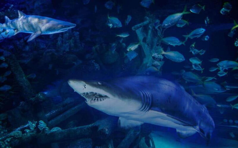 Aquarium KLCC, KL Tower, TRX, and PNB 118 Tour - An Introduction to Kuala Lumpur’s Top Sights in One Day