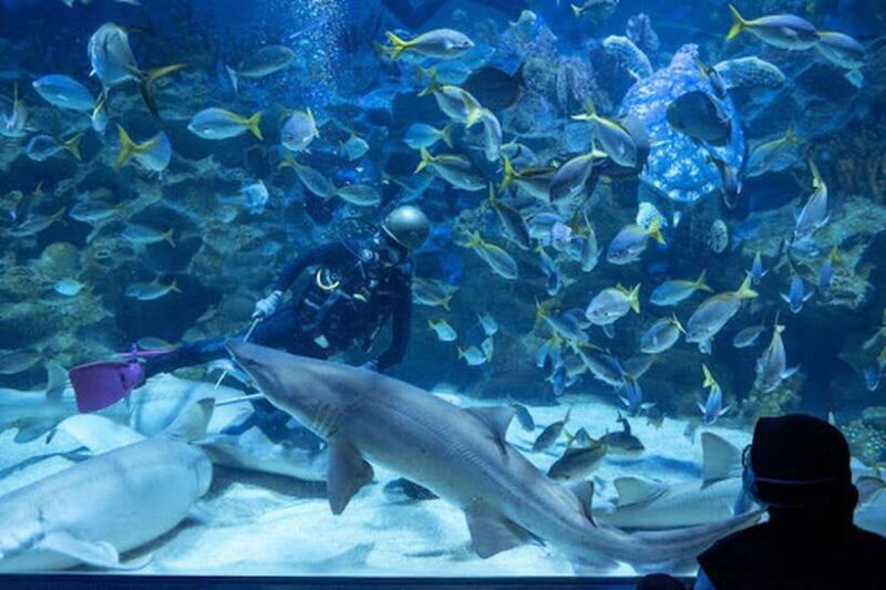 Aquarium KLCC, KL Tower, TRX, and PNB 118 Tour - The Value of This Tour