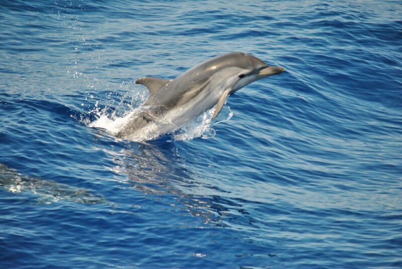 Aquarium of Genoa Ticket and Whale Watching Cruise - Discovering the Aquarium of Genoa