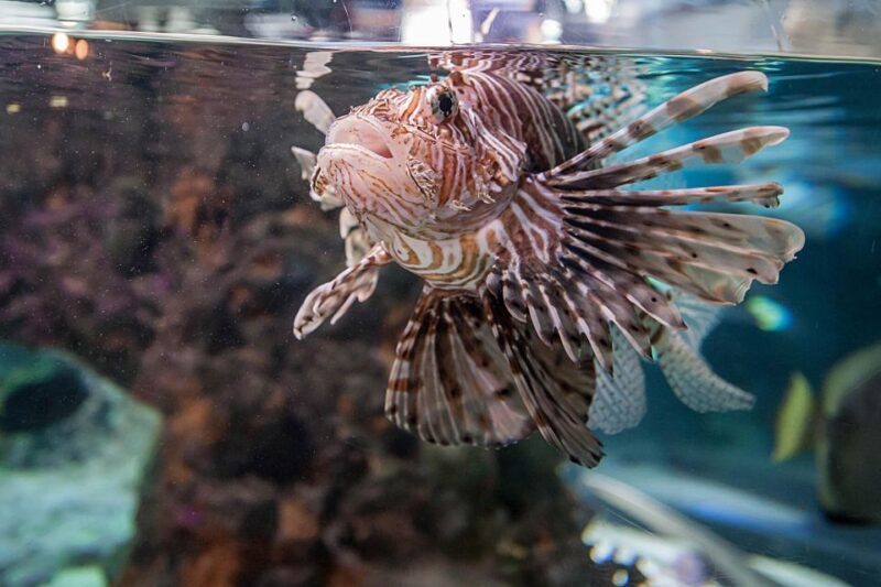 Aquarium of Genoa Ticket and Whale Watching Cruise - The Sum Up