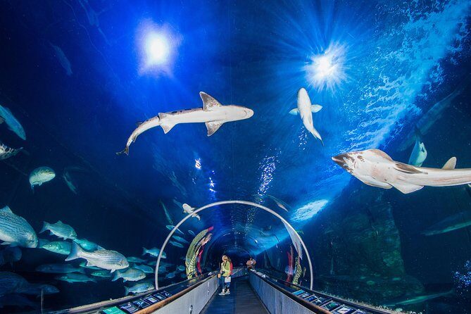 Aquarium of the Bay General Admission Ticket - A Deeper Look at the Experience