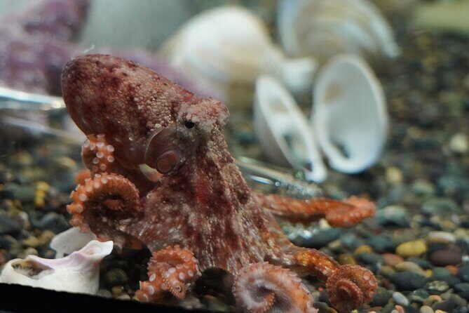 Aquarium of the Bay VIP Experience - The Sum Up