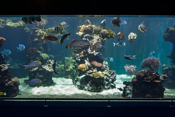 Aquarium Package in Nouméa's with Admission with Hop-on Hop-Off - Authentic Insights from Visitors