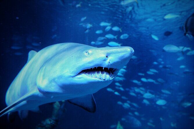 Aquarium Phuket and AR Trick Eye Museum Combo Tickets - How It All Comes Together