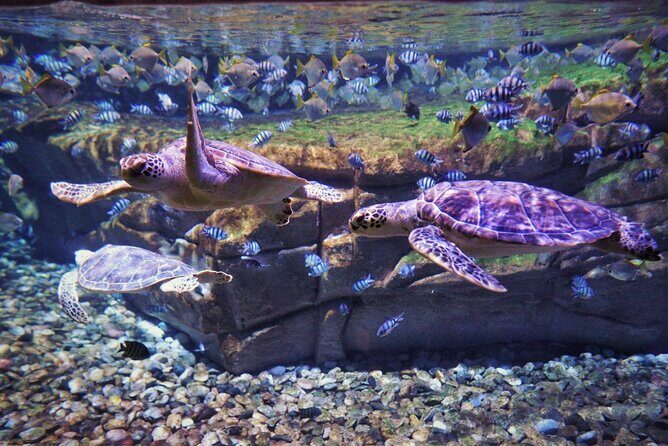 Aquarium Phuket and AR Trick Eye Museum Combo Tickets - Practical Tips for Visitors